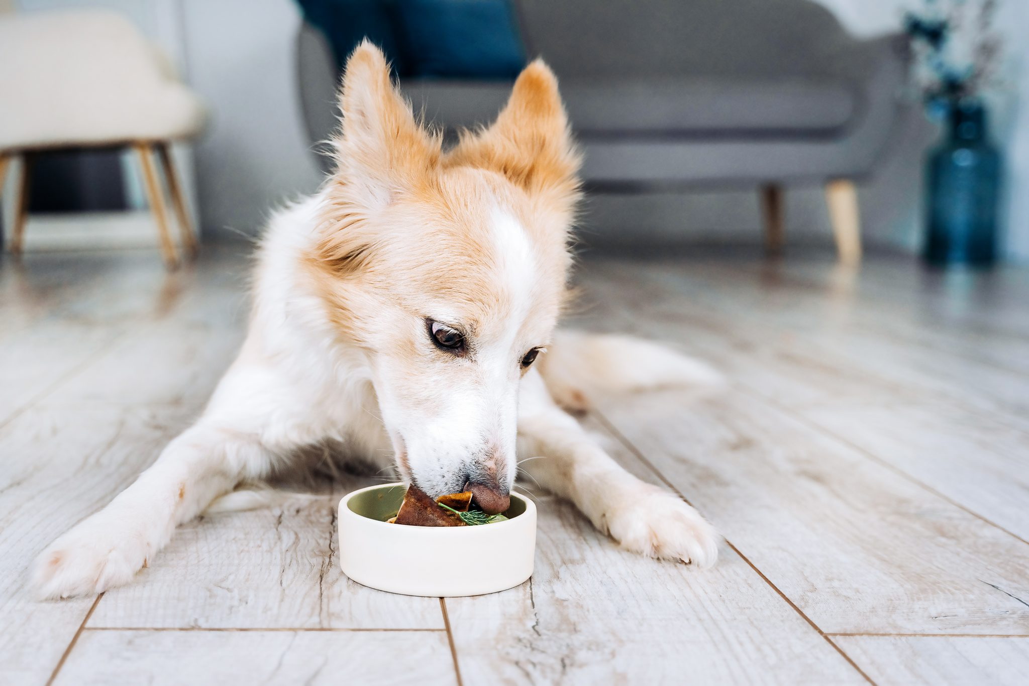 The Ultimate Guide to Feeding Your Dog With Pancreatitis - Handy Cookbook