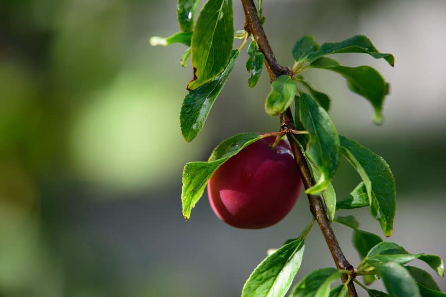What is a Plumcot Tree? Handy Cookbook