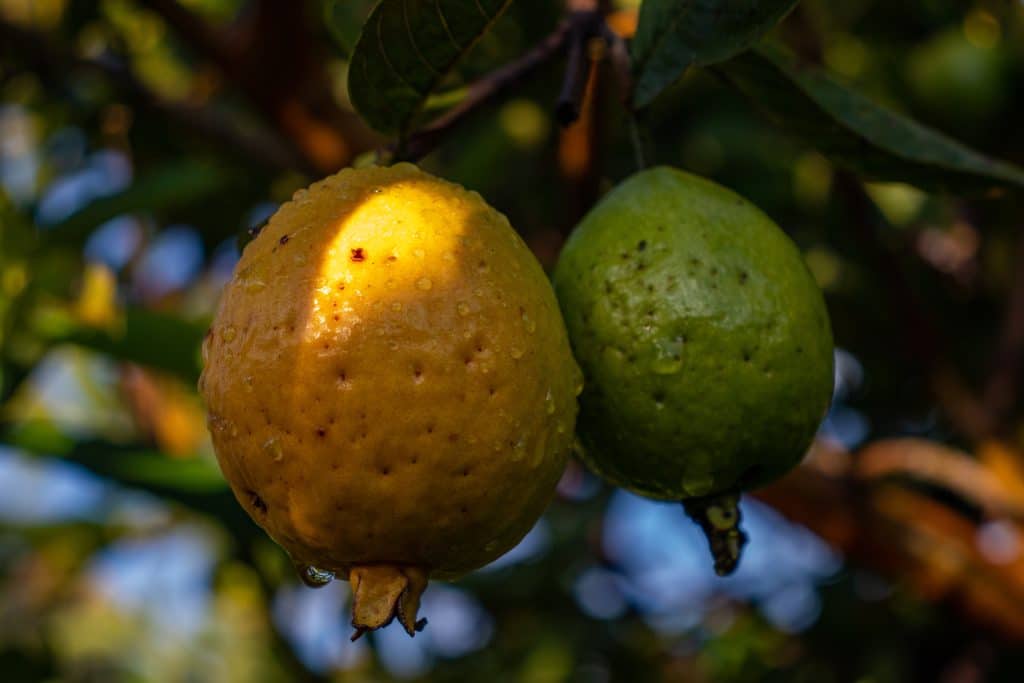 What is Guayaba Fruta?